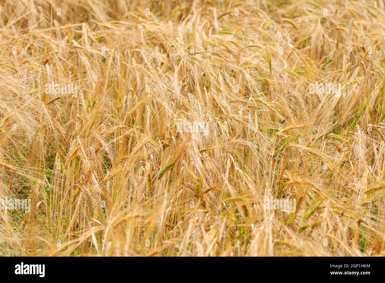 Barley corn hi-res stock photography and images - Alamy