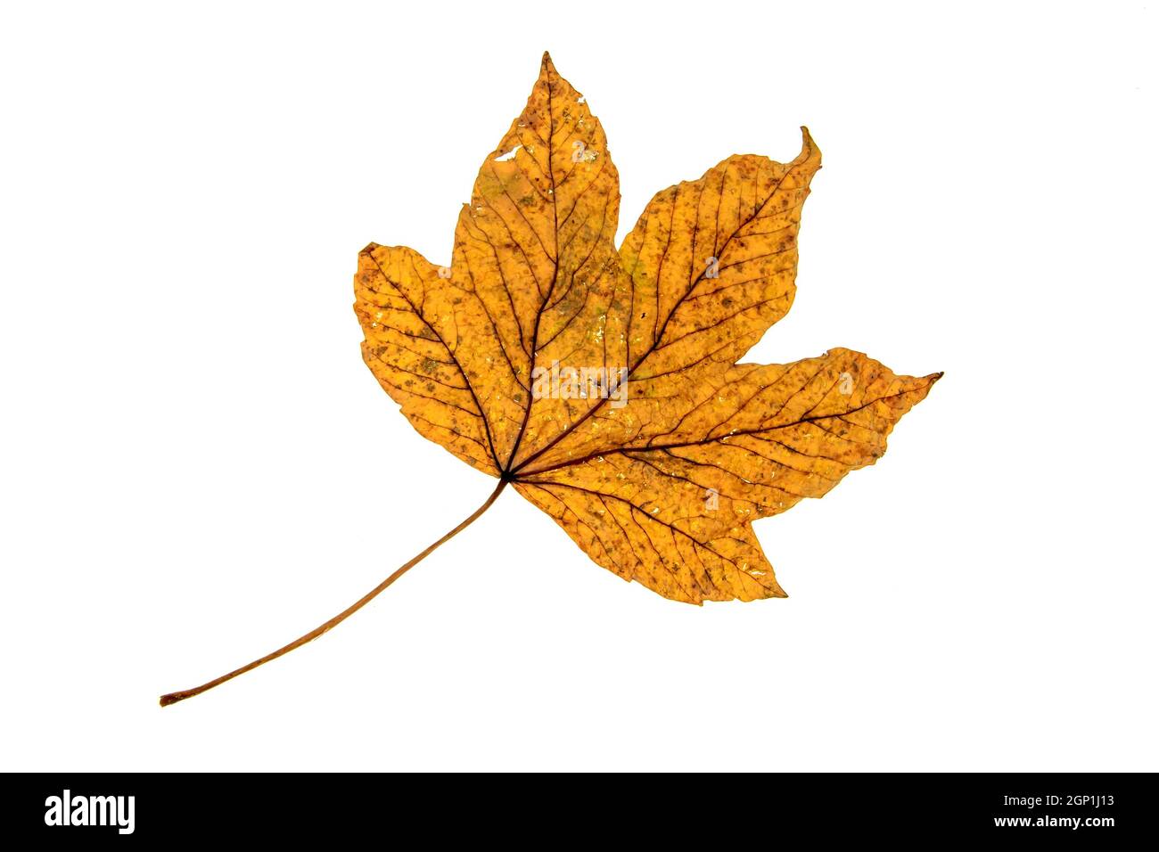 Single autumn Sycamore Leaf isolated on white background Stock Photo ...