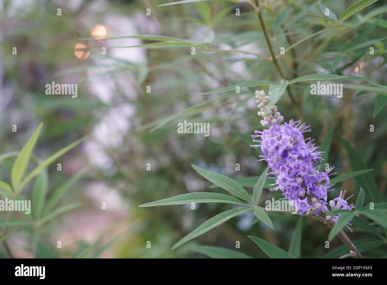 Selective closeup of Vitex (Vitex agnus-castus) flower in a garden ...
