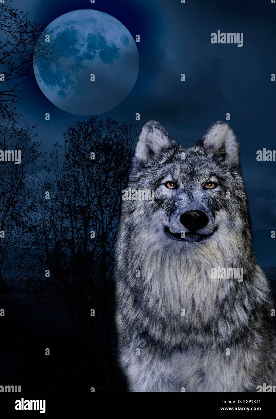 Midnight wolf hi-res stock photography and images - Alamy
