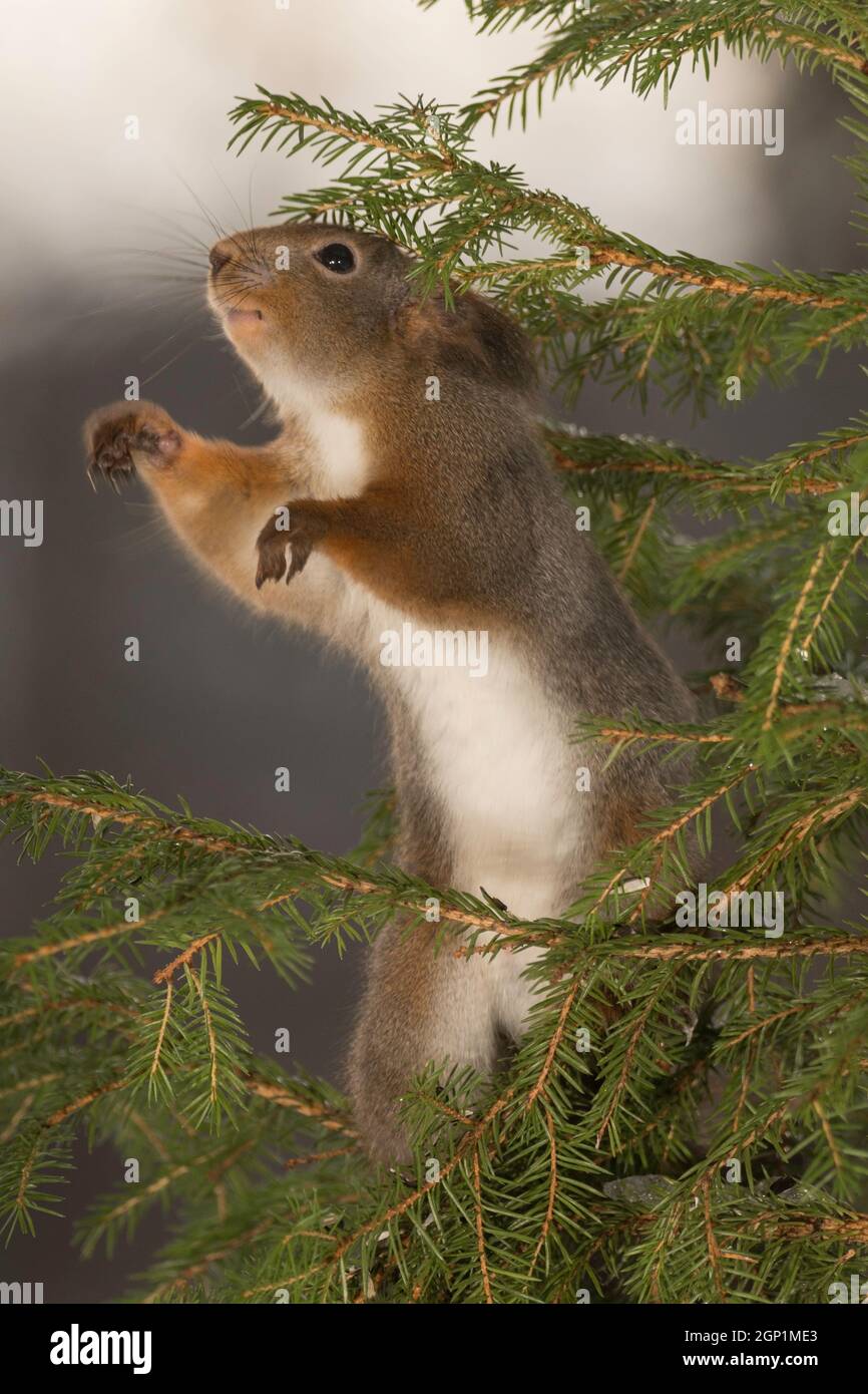 Red squirrel is reaching for a leaf hi-res stock photography and images ...