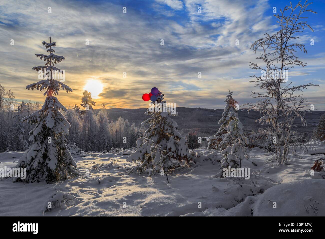 balloons in tree with snow in a forest , winter, mountain landscape ...
