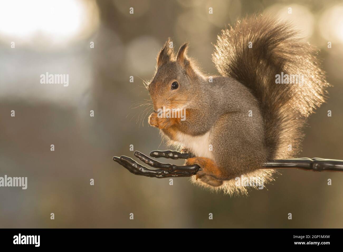 Skeleton arm hi-res stock photography and images - Alamy