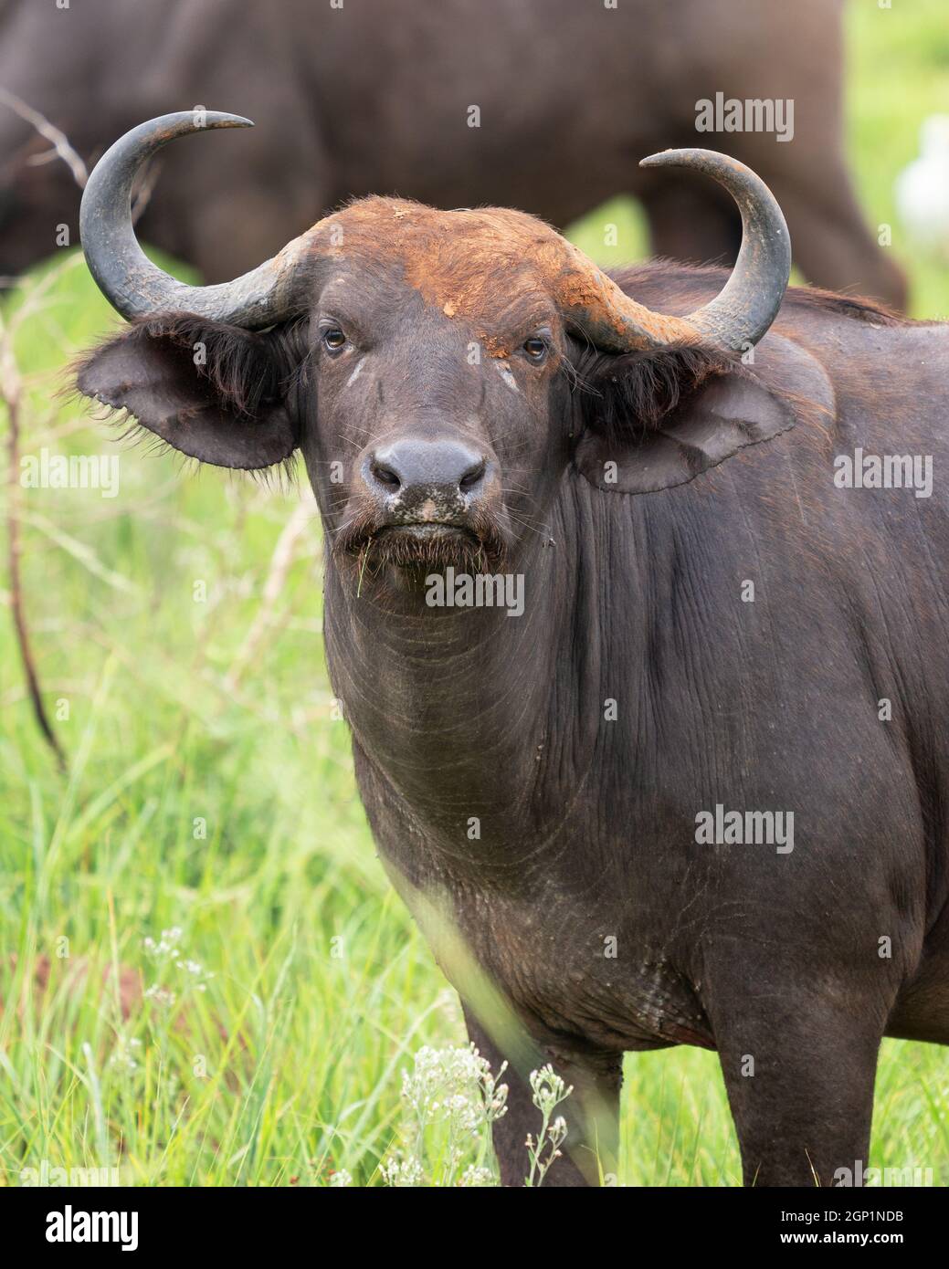 Vertical closeup of a beautiful African buffalo in the National Parks ...