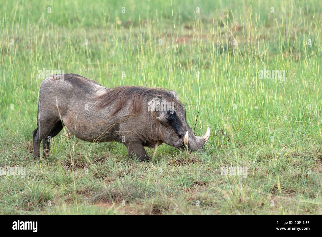 Bright summer day with a warthog standing on grass in the National ...