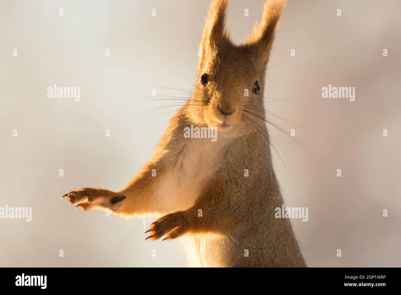 Red squirrel is reaching for a leaf hi-res stock photography and images ...
