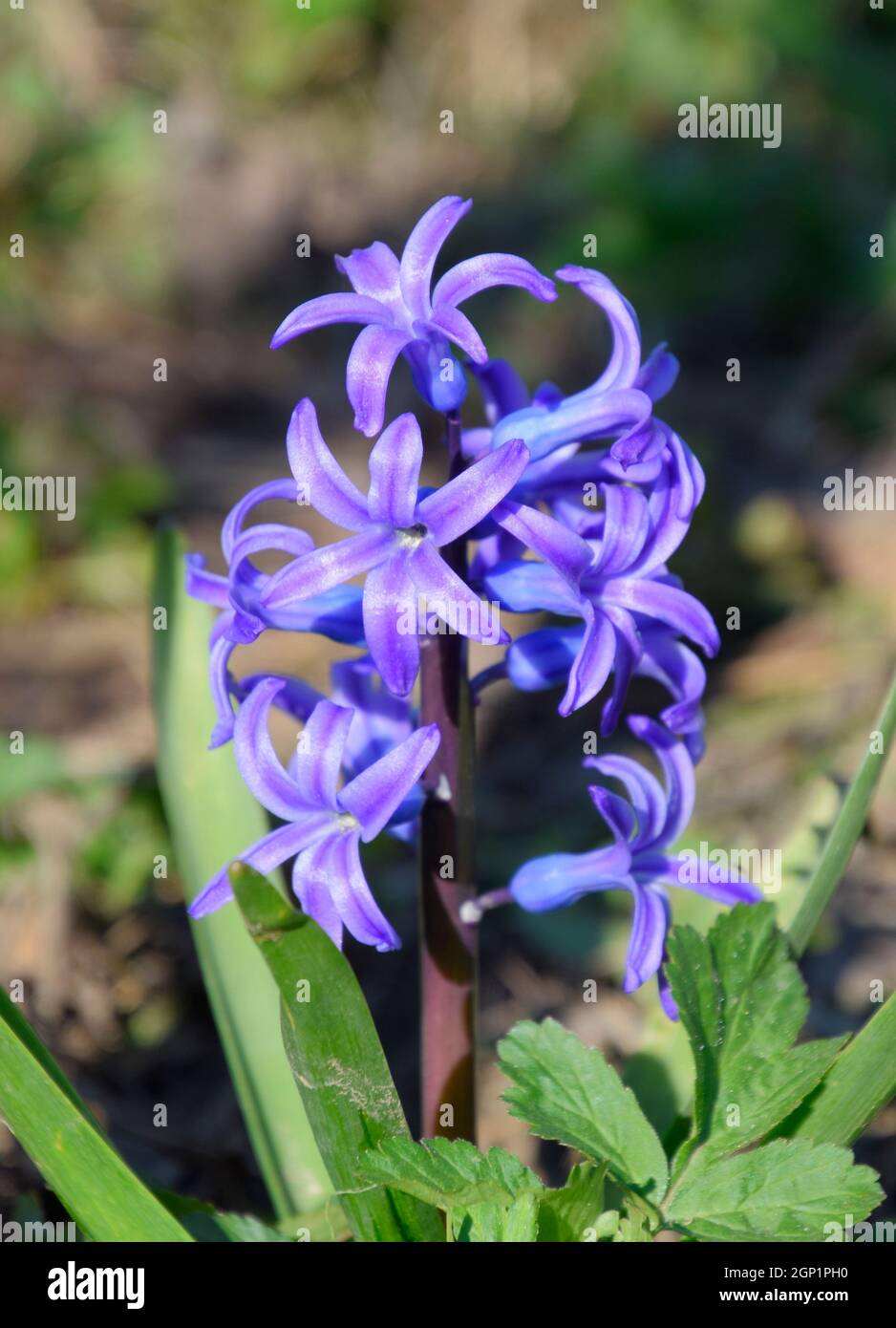 Hyacinth blooms in the garden. The hyacinth flower is blue Stock Photo ...