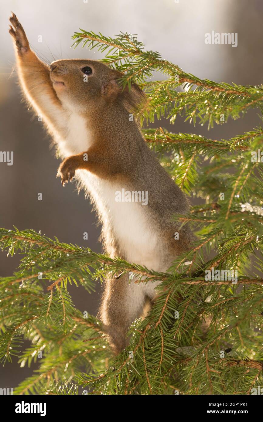 Red squirrel is reaching for a leaf hi-res stock photography and images ...