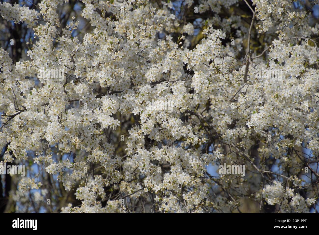Blooming wild plum in the garden. Spring flowering trees. Pollination ...