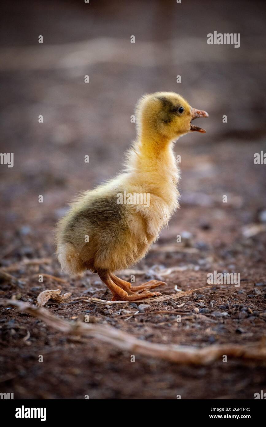 Opens the beak hi-res stock photography and images - Alamy