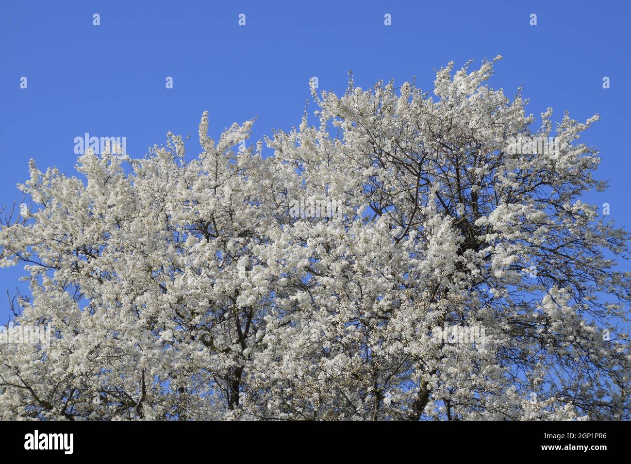 Blooming wild plum in the garden. Spring flowering trees. Pollination ...