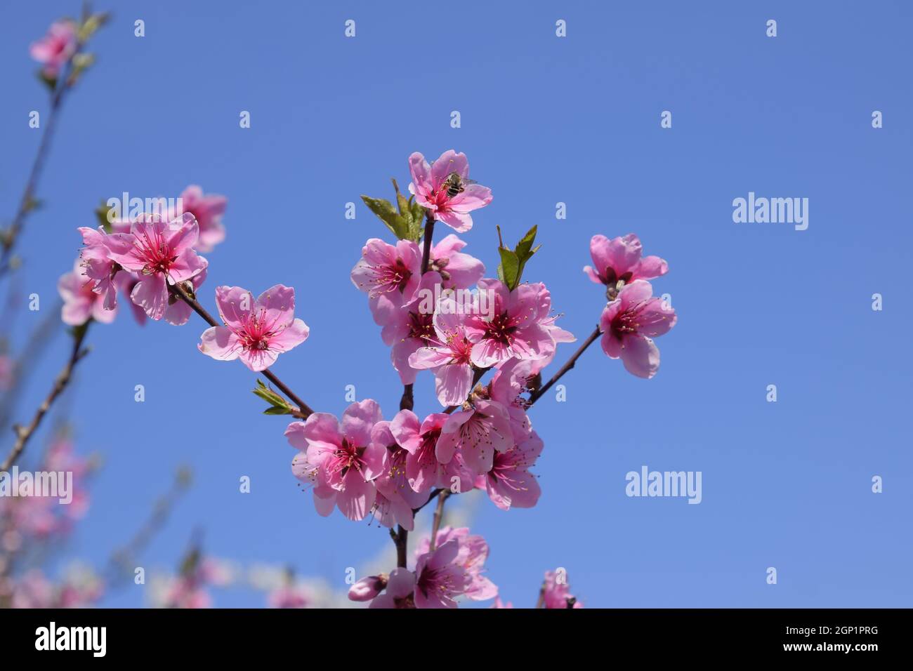 Blooming wild peach in the garden. Spring flowering trees. Pollination ...