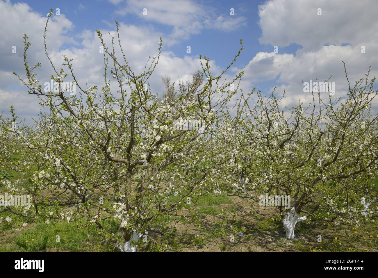 Flowering plum garden. Farm garden in spring Stock Photo - Alamy