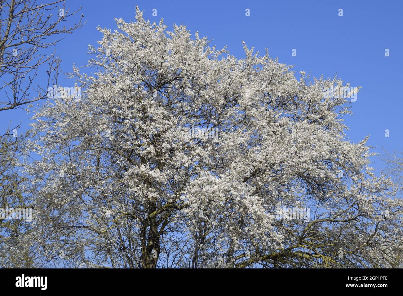 Blooming wild plum in the garden. Spring flowering trees. Pollination ...