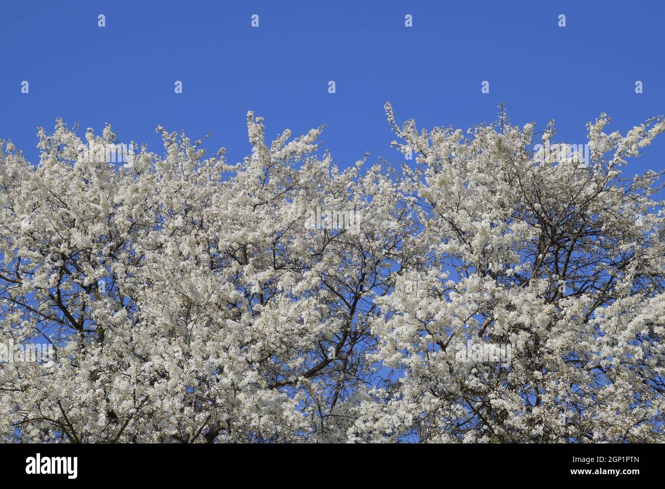 Blooming wild plum in the garden. Spring flowering trees. Pollination ...