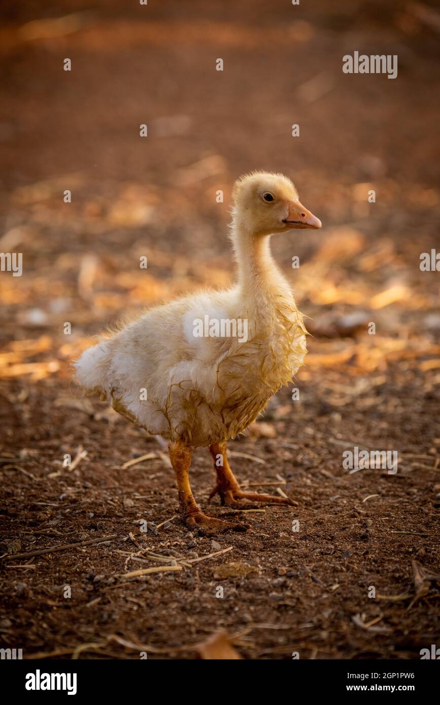 Pen stands hi-res stock photography and images - Alamy