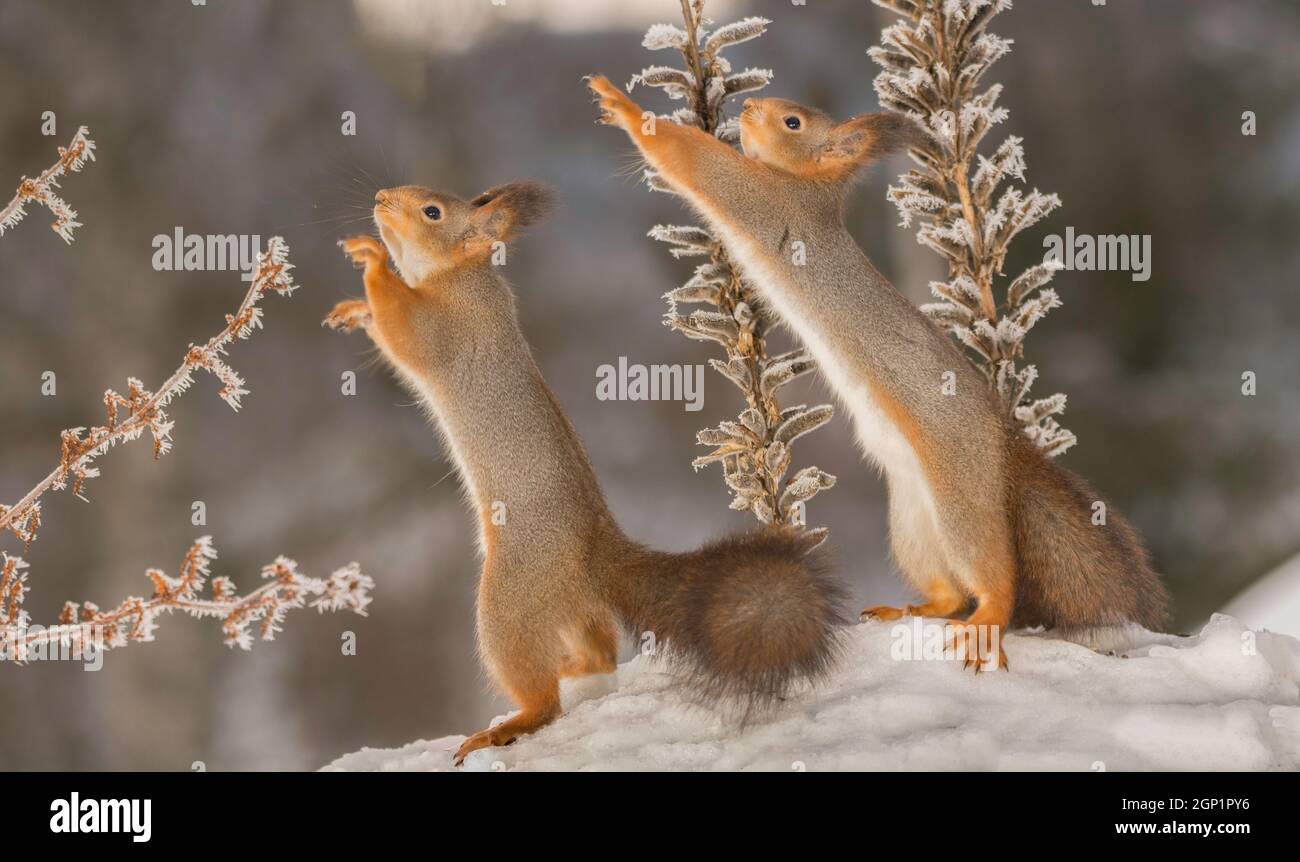 Longing animal hi-res stock photography and images - Alamy