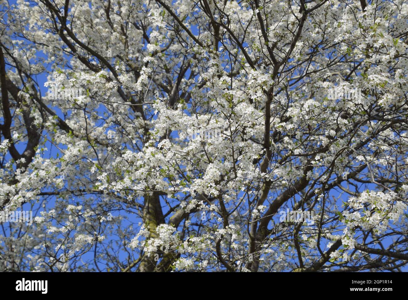 Blooming wild plum in the garden. Spring flowering trees. Pollination ...