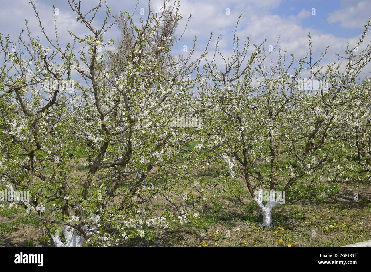 Flowering plum garden. Farm garden in spring Stock Photo - Alamy