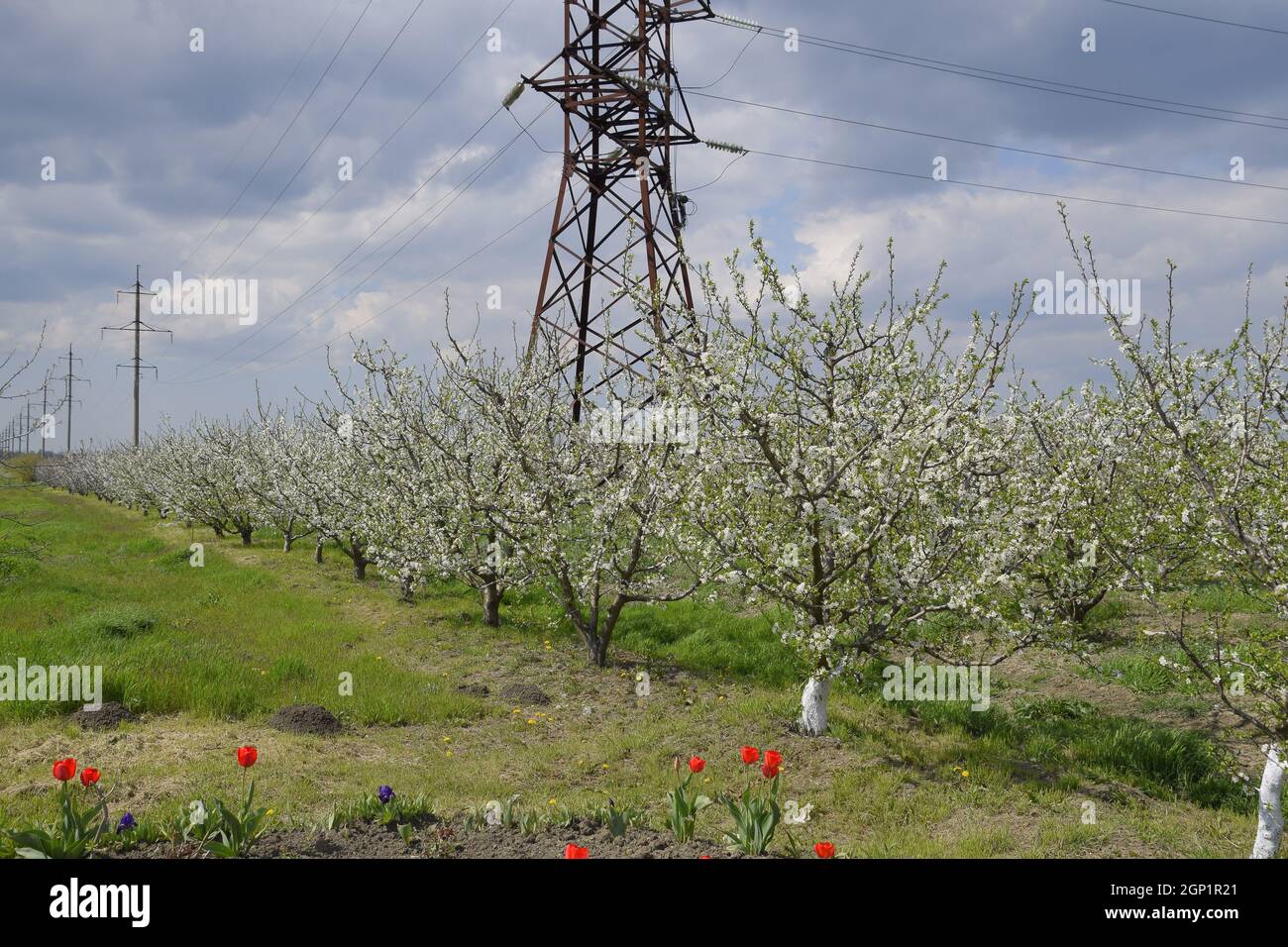 Flowering plum garden. Farm garden in spring Stock Photo - Alamy