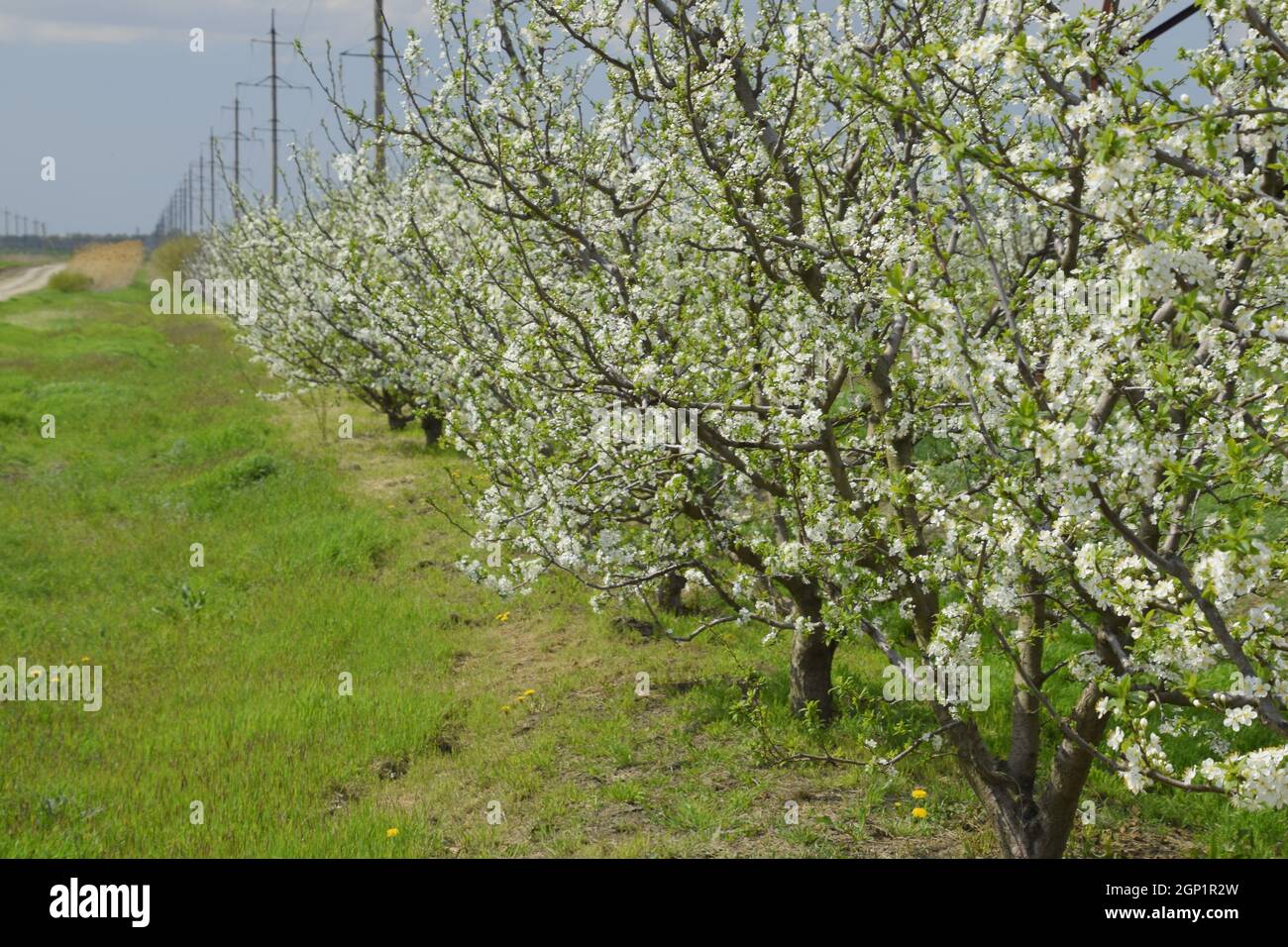Flowering plum garden. Farm garden in spring Stock Photo - Alamy