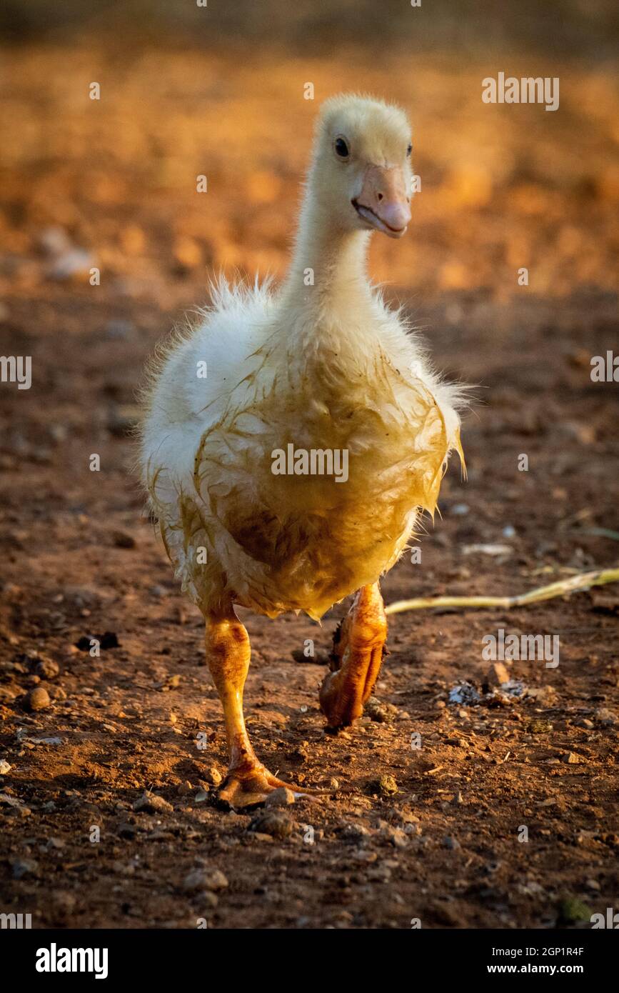 Gosling walks towards camera lifting left foot Stock Photo - Alamy