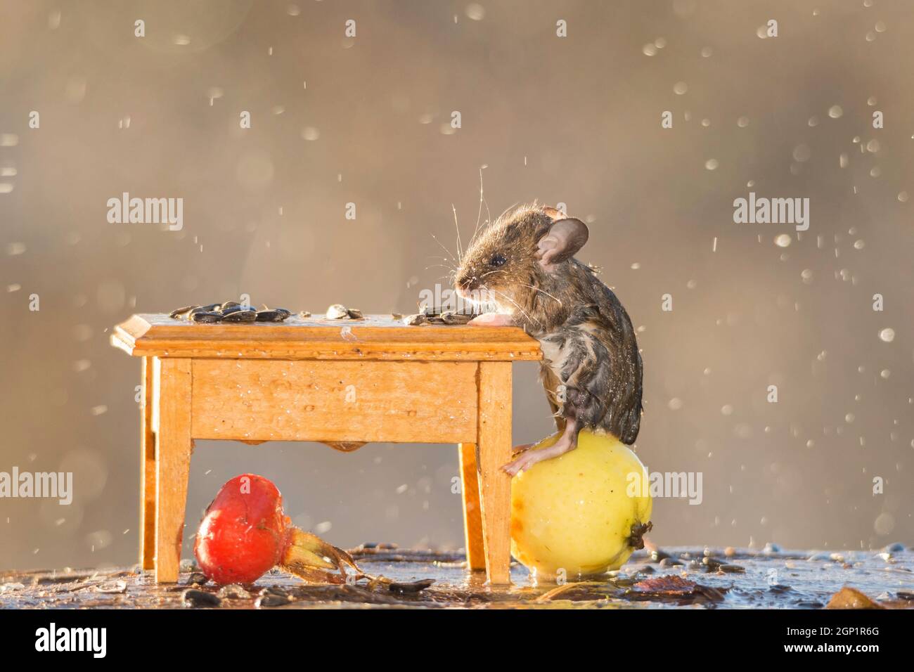 Wet mouse hi-res stock photography and images - Alamy