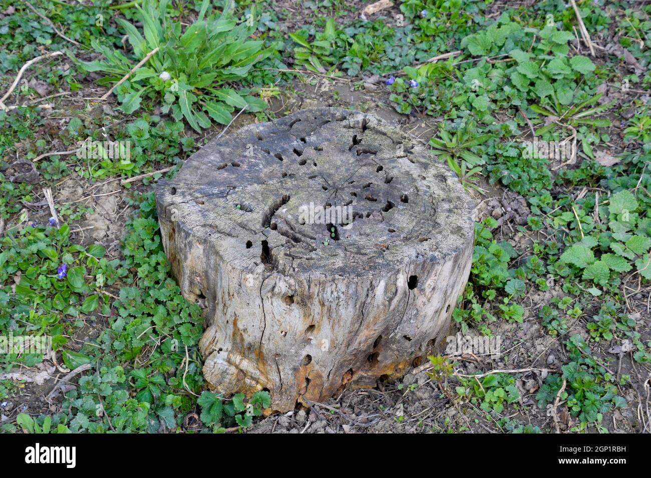 An old stump, eaten by larvae of a beetle lumberjack. The course of ...