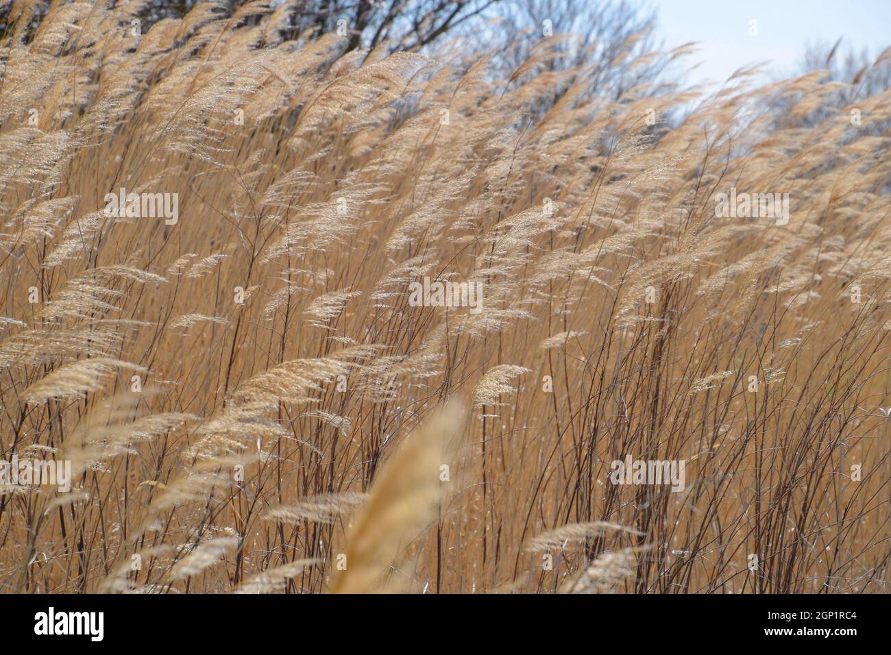 Dry panicle reed. Propagation by seed cane Stock Photo - Alamy