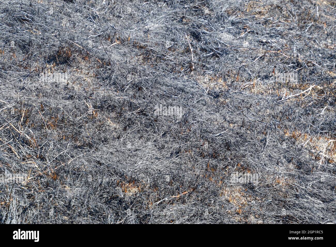 Ashes from the burned grass on the soil. After the fire, the landscape ...