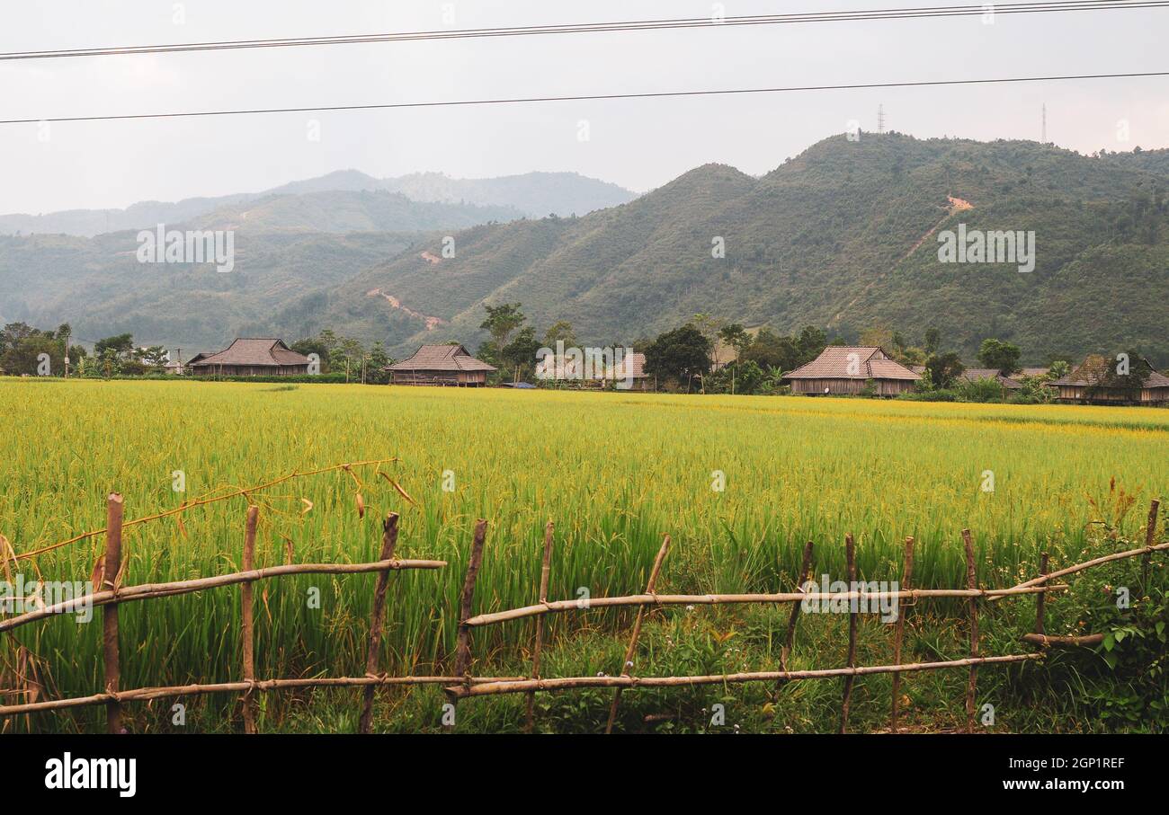 Terraced rice field in Sapa, Vietnam. Sapa terraced fields are one of ...