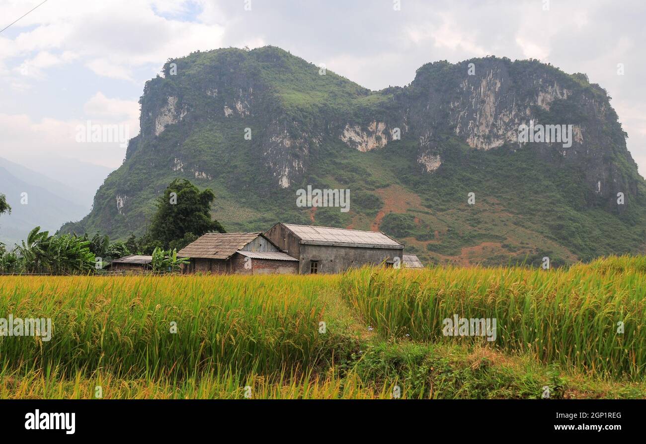 Terraced rice field in Sapa, Vietnam. Sapa terraced fields are one of ...