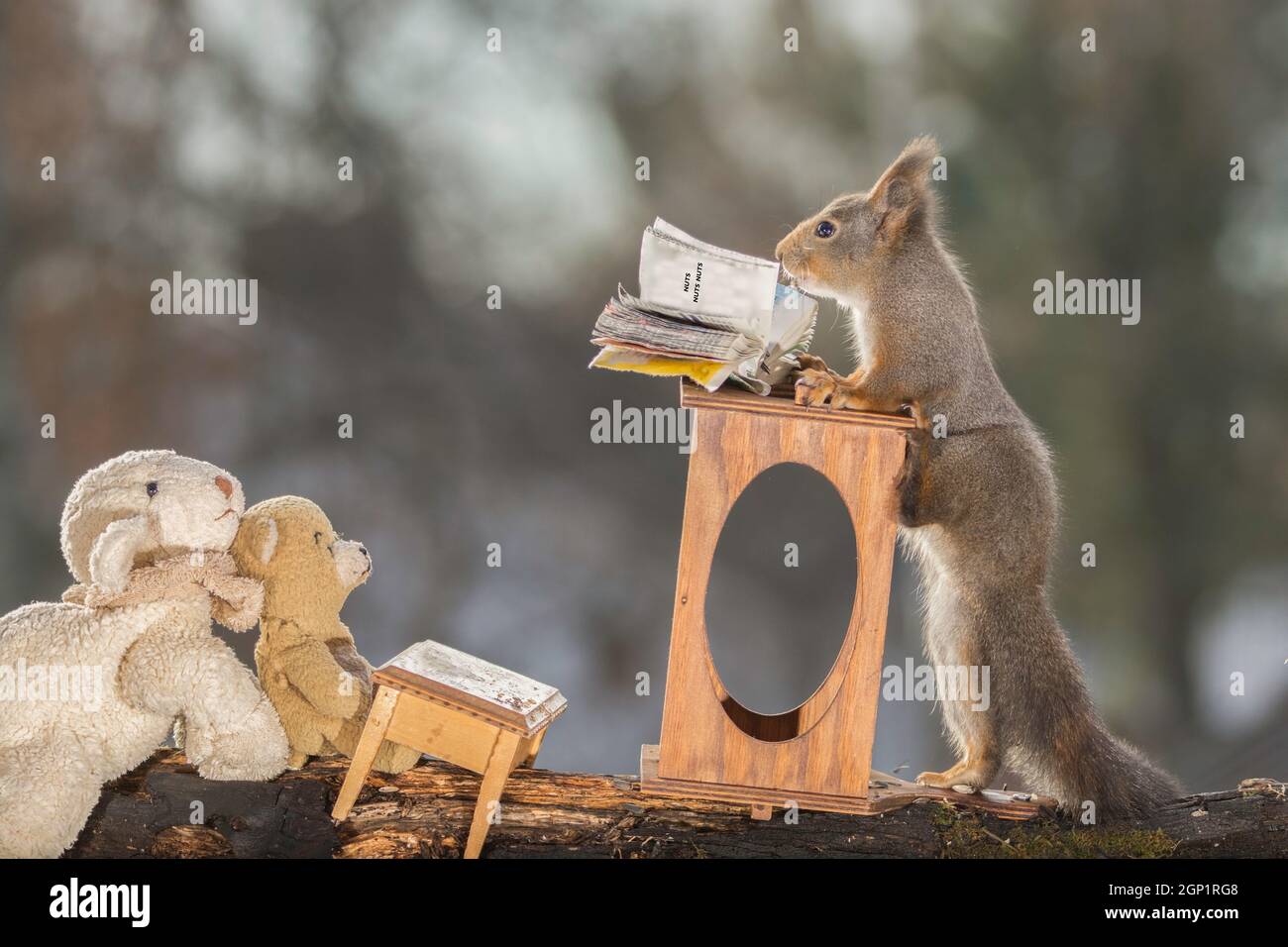 Red squirrel reading a book hi-res stock photography and images - Alamy