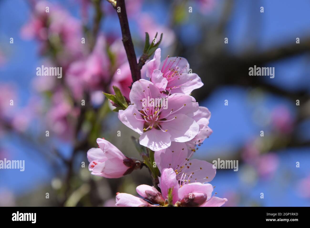 Blooming wild peach in the garden. Spring flowering trees. Pollination ...