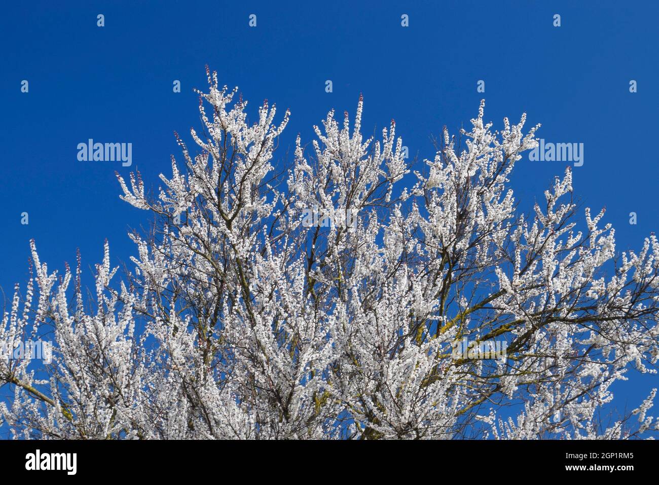 Blooming wild apricot in the garden. Spring flowering trees ...