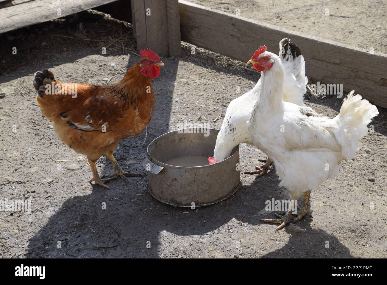 Hens in the yard of a hen house. Cultivation of poultry Stock Photo - Alamy