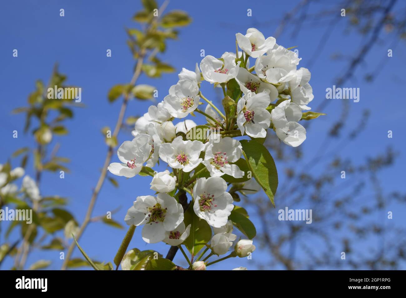 Blooming wild pear in the garden. Spring flowering trees. Pollination ...