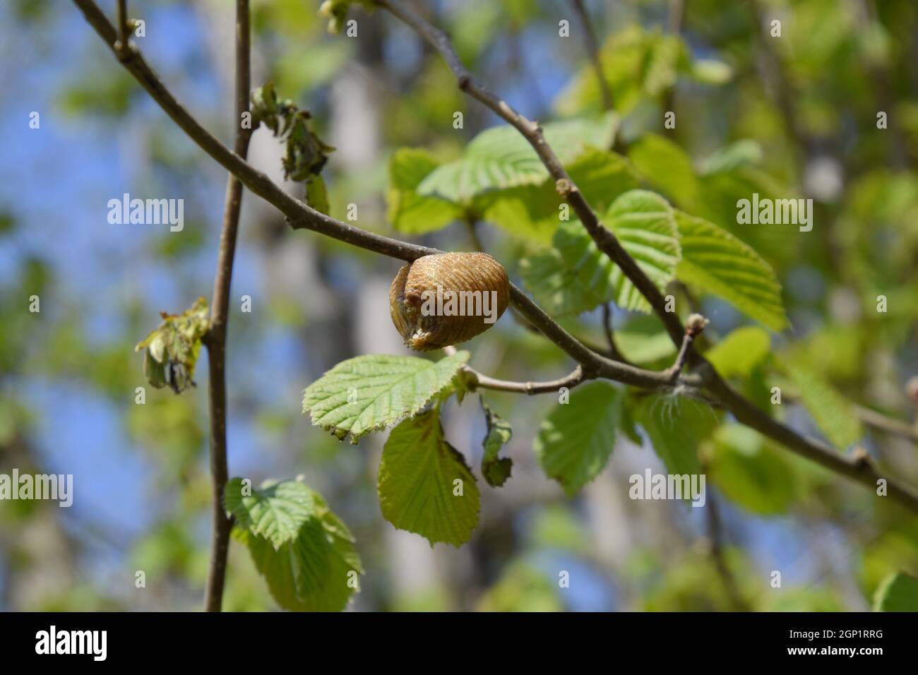 Ootheca mantis on the branches of a tree. The eggs of the insect laid ...