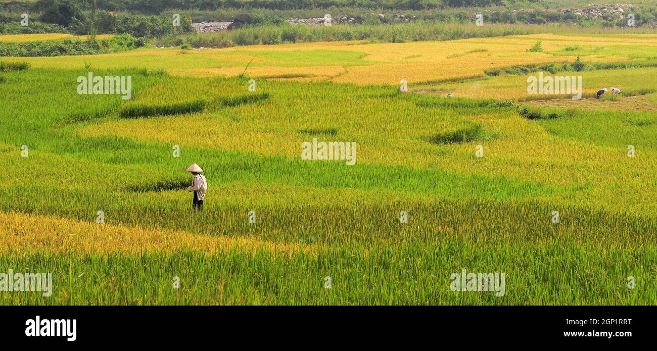 Terraced rice field in Sapa, Vietnam. Sapa terraced fields are one of ...