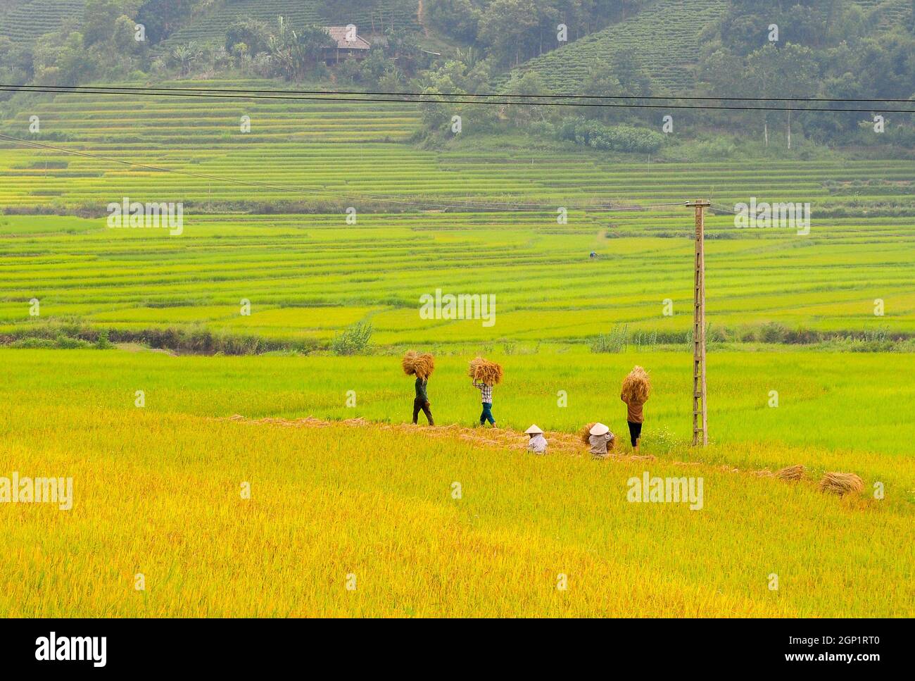 Terraced rice field in Sapa, Vietnam. Sapa terraced fields are one of ...