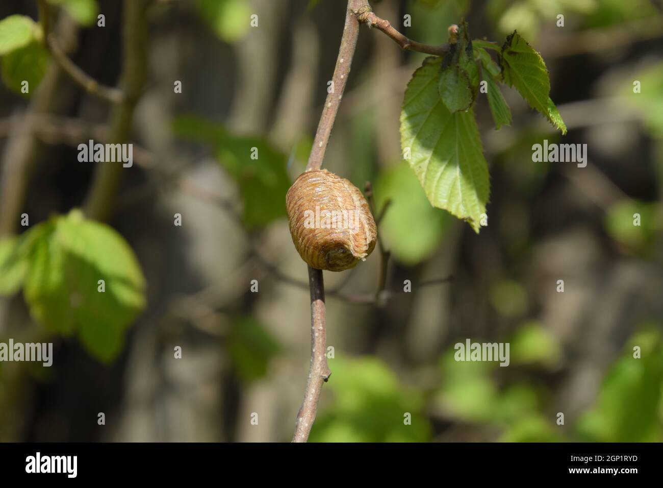 Ootheca mantis on the branches of a tree. The eggs of the insect laid ...