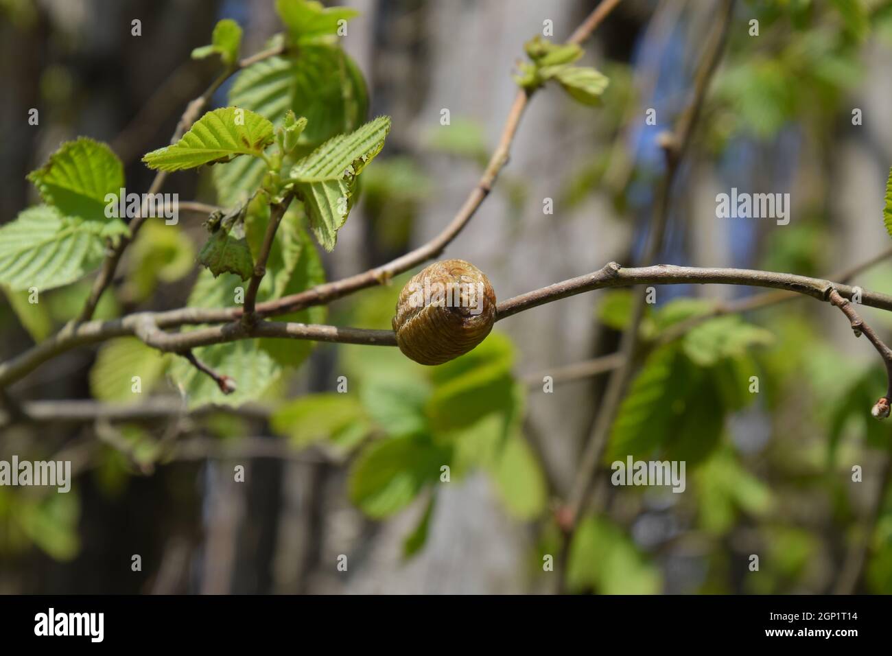 Ootheca mantis on the branches of a tree. The eggs of the insect laid ...