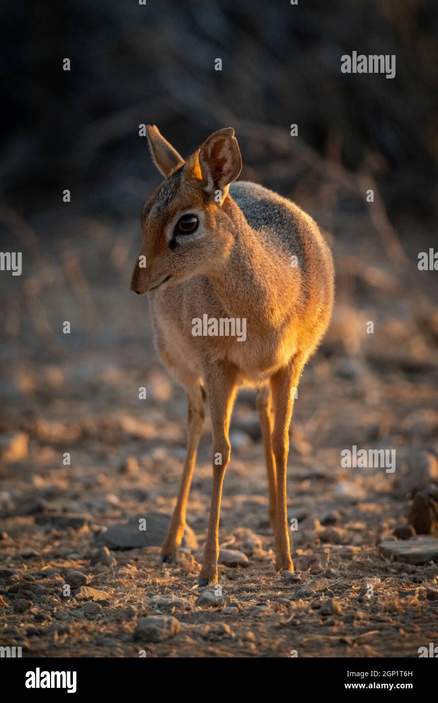 Dik dik head hi-res stock photography and images - Alamy