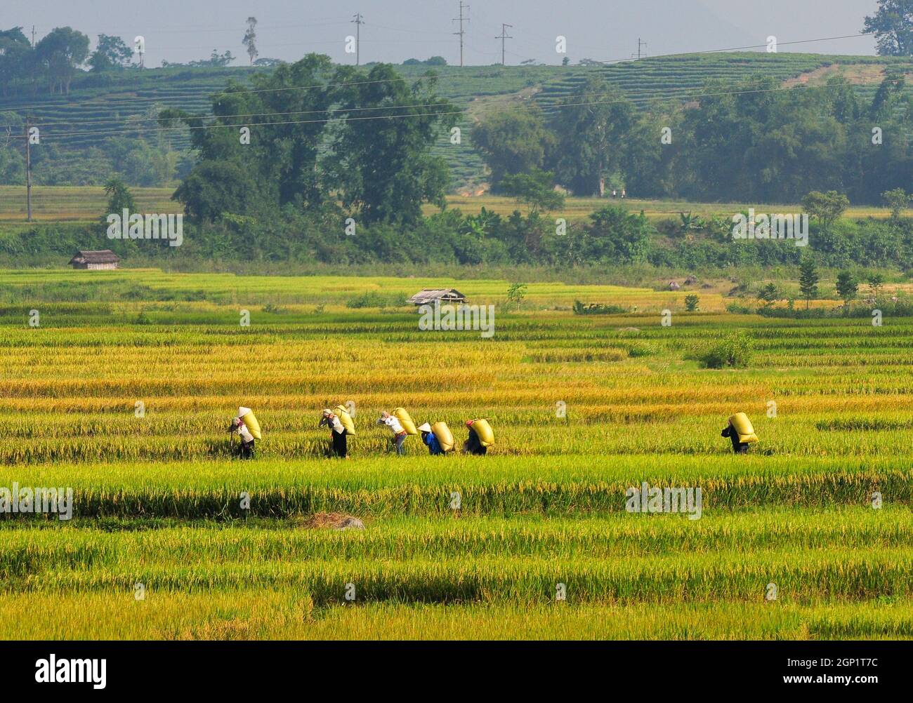 Terraced rice field in Sapa, Vietnam. Sapa terraced fields are one of ...