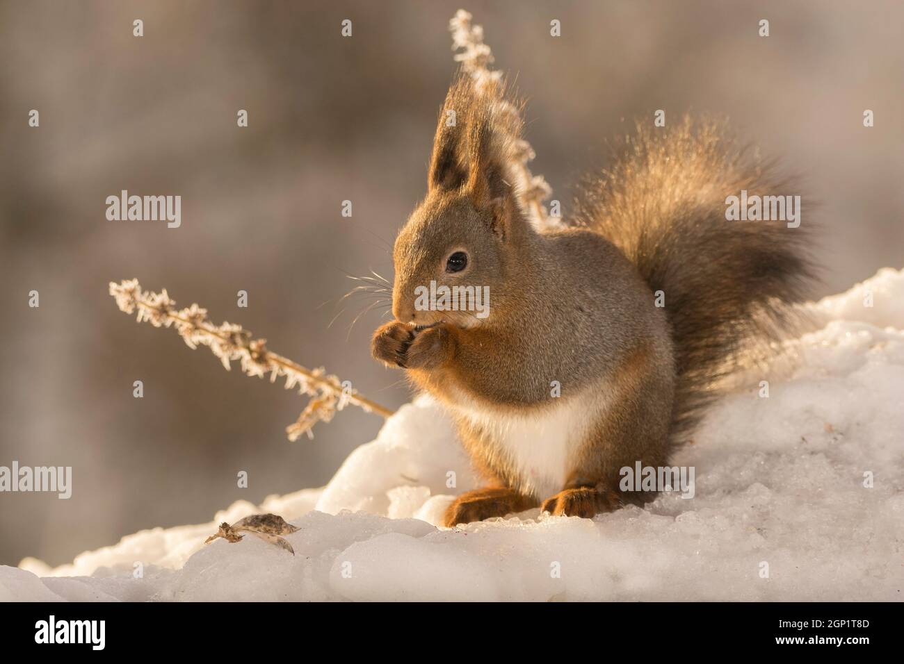 Profile close up of red squirrel with open mouth hi-res stock ...
