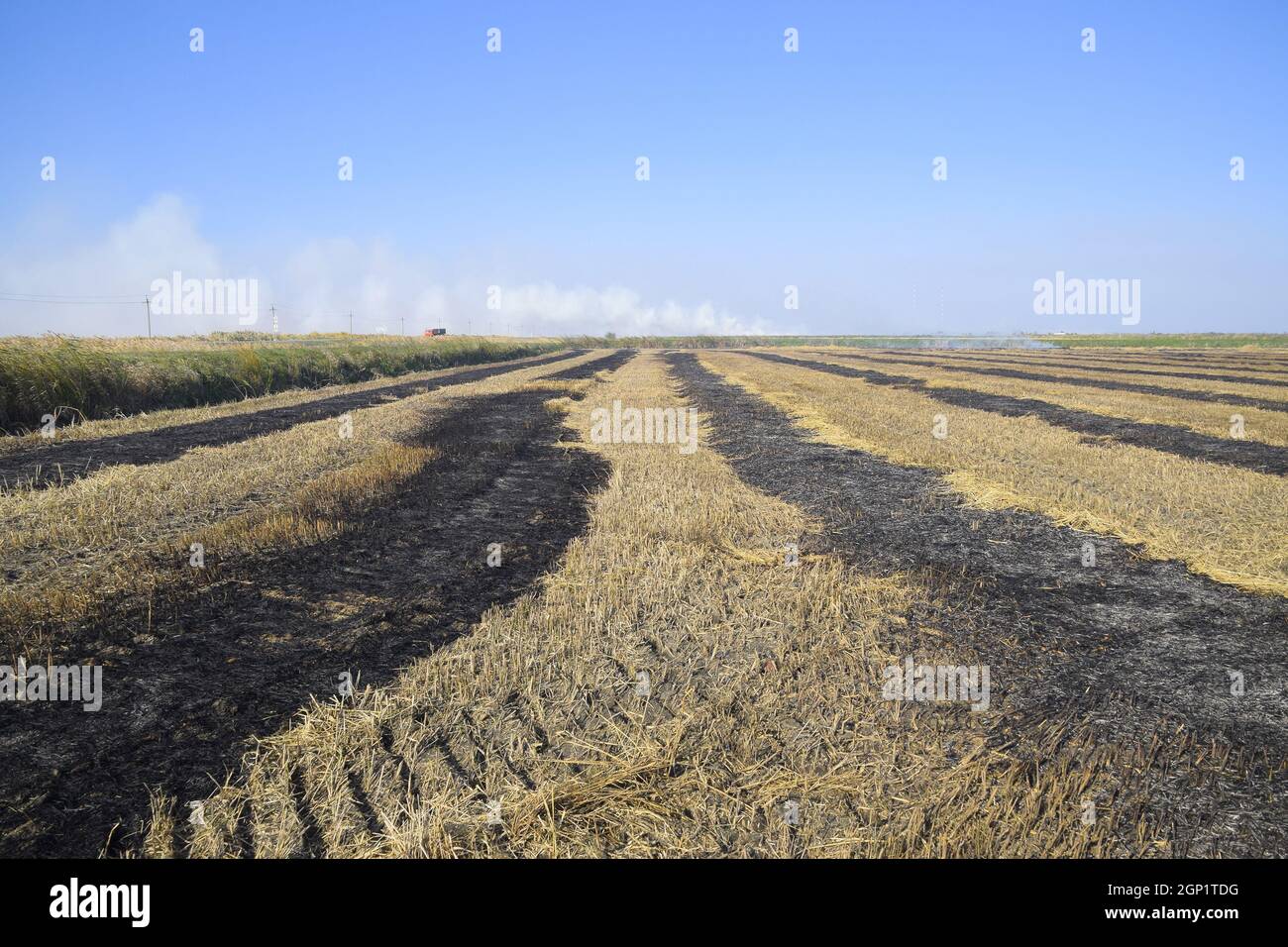 burning track in paddy field. Landscape burning field Stock Photo - Alamy
