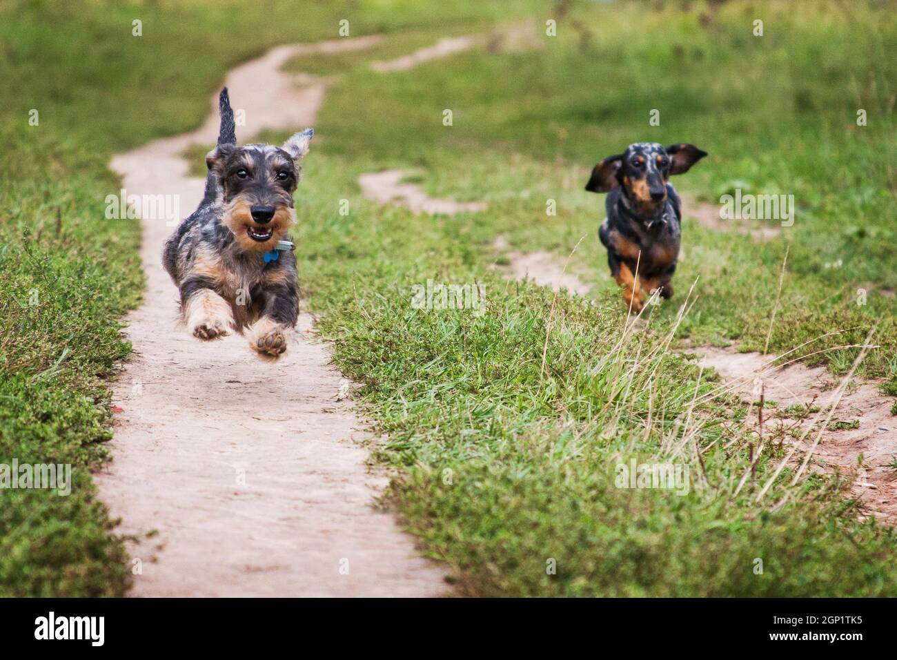Long haired dachshund run hi-res stock photography and images - Alamy