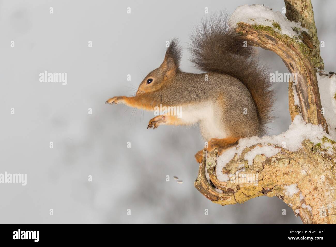 Profile close up of red squirrel with open mouth hi-res stock ...