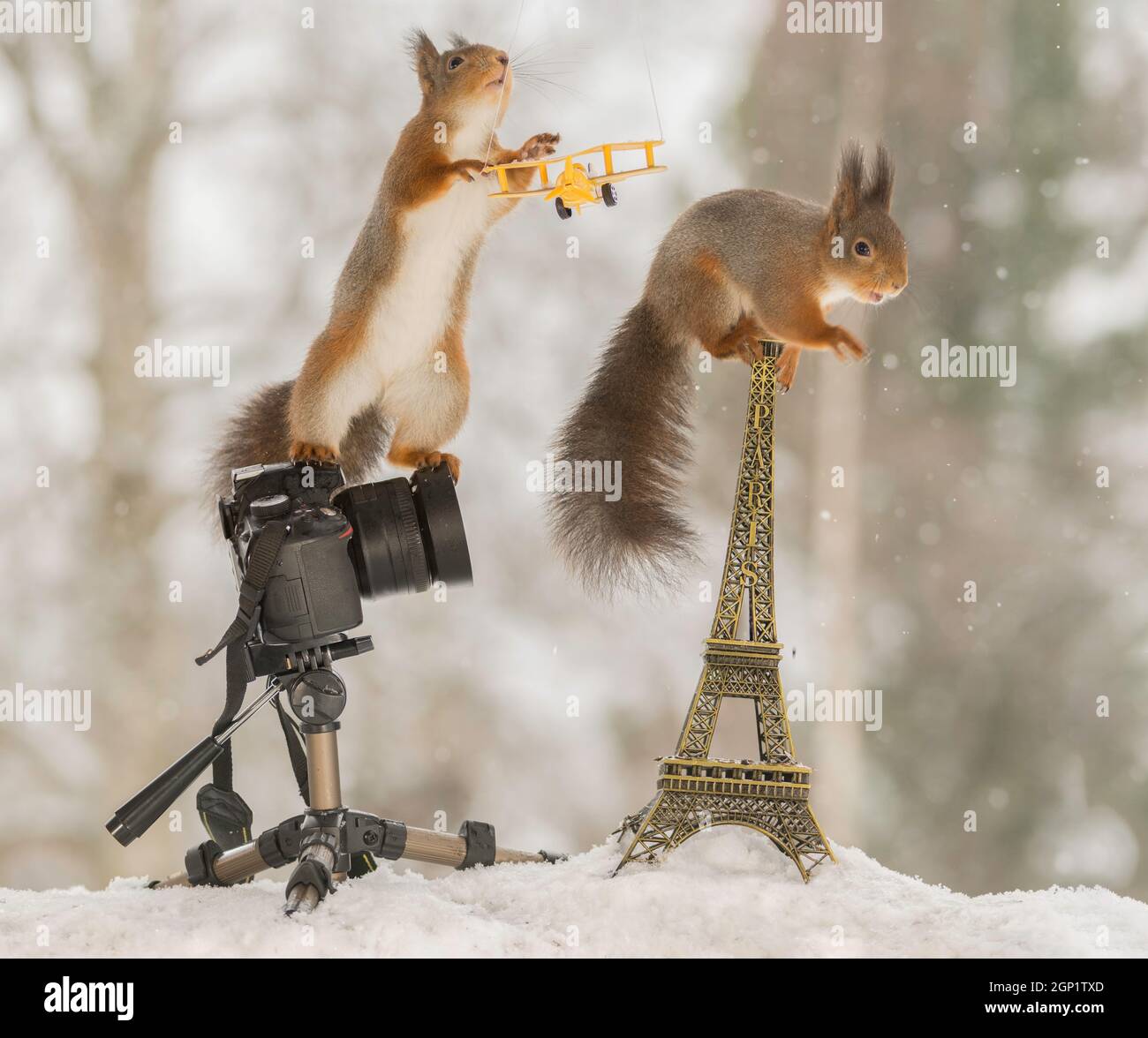 Red squirrel on a camera hi-res stock photography and images - Alamy