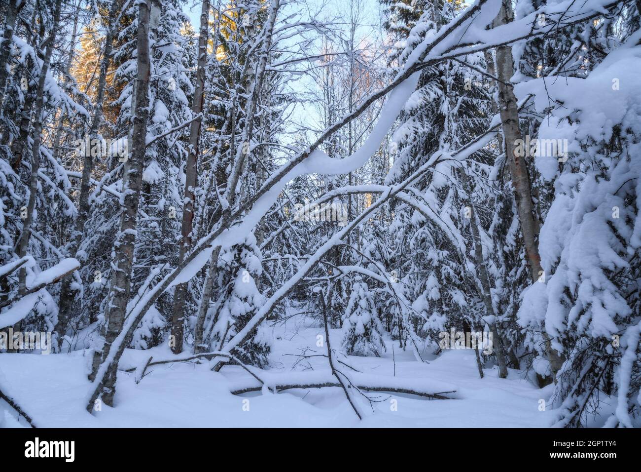bending trees with snow in a forest , winter, mountain landscape during ...